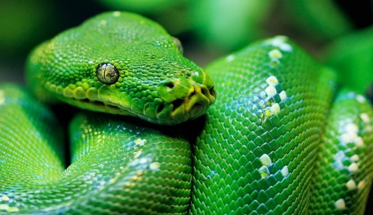 Endemic Snake in Raja Ampat – WEST PAPUA